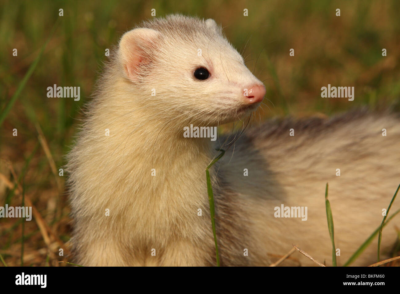 Frettchen / ferret Stock Photo - Alamy