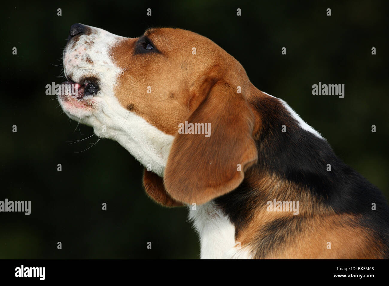 Beagle howling hi-res stock photography and images - Alamy