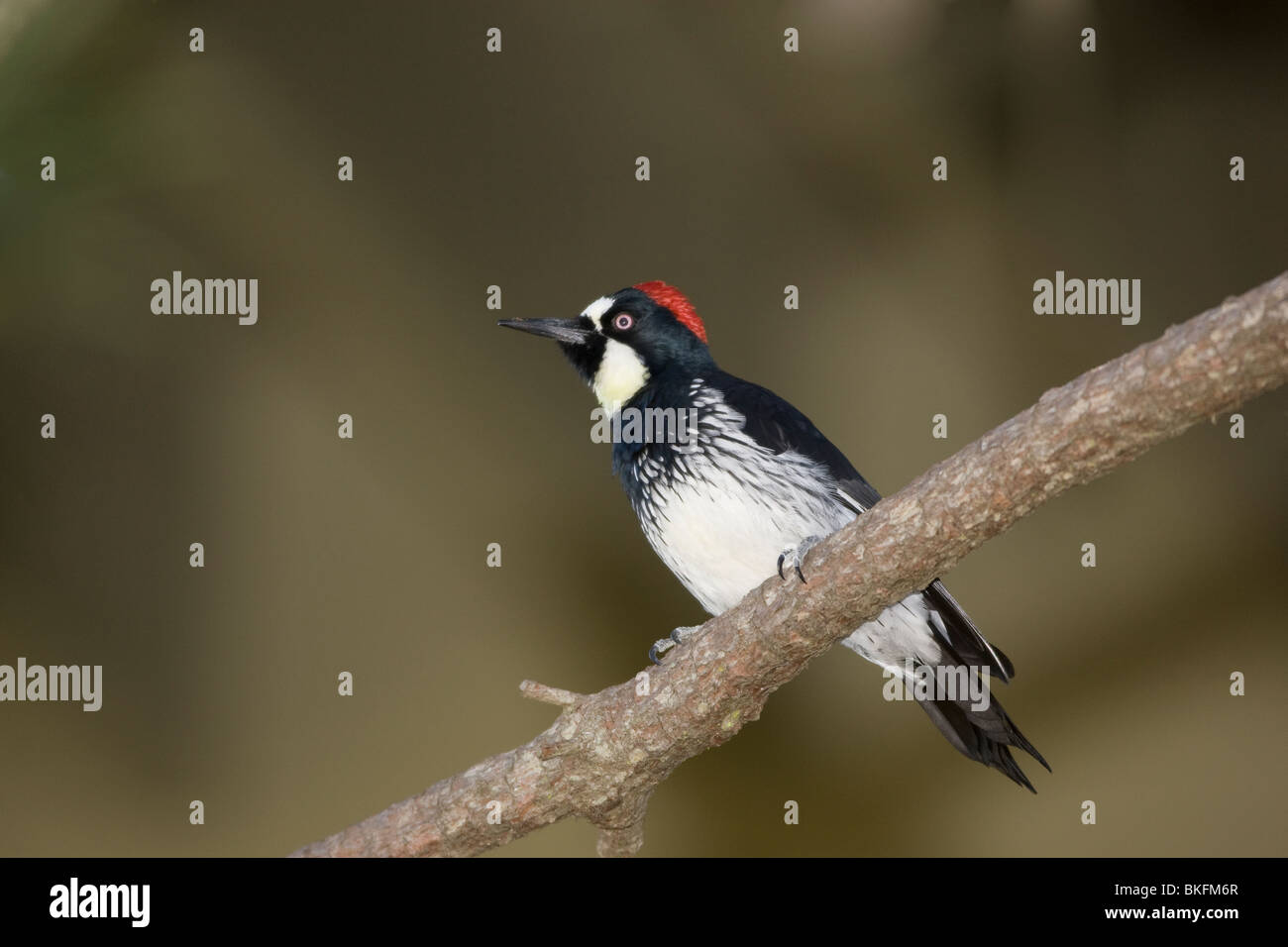 Acorn Woodpecker Female Stock Photo - Alamy