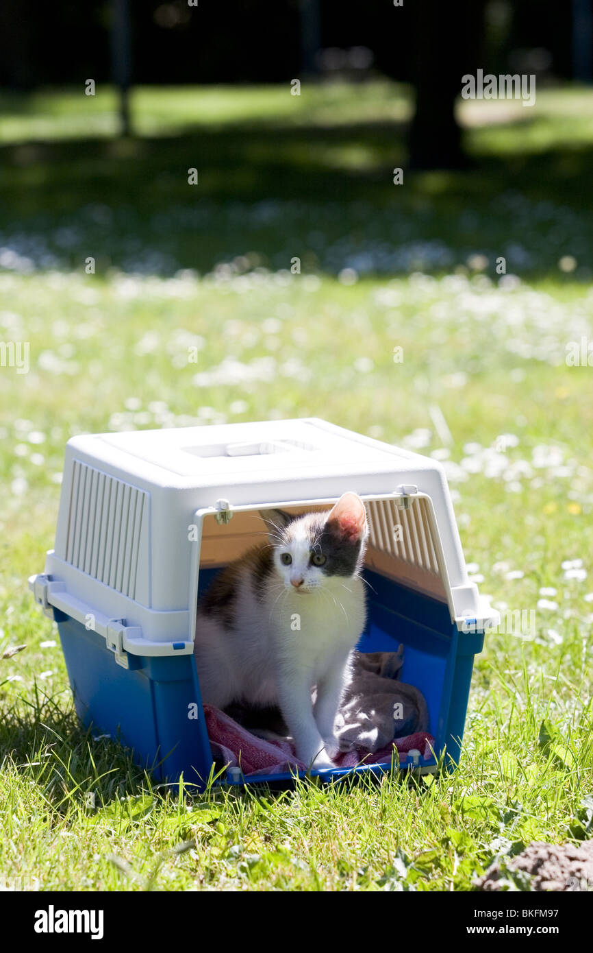 Housecat outside hi-res stock photography and images - Alamy