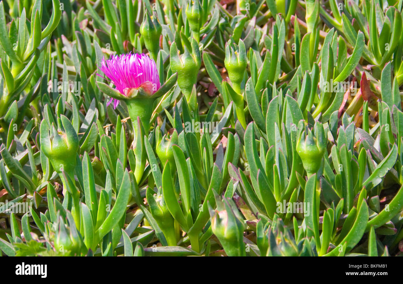 Open purple flower among other closed flowers in green background Stock ...