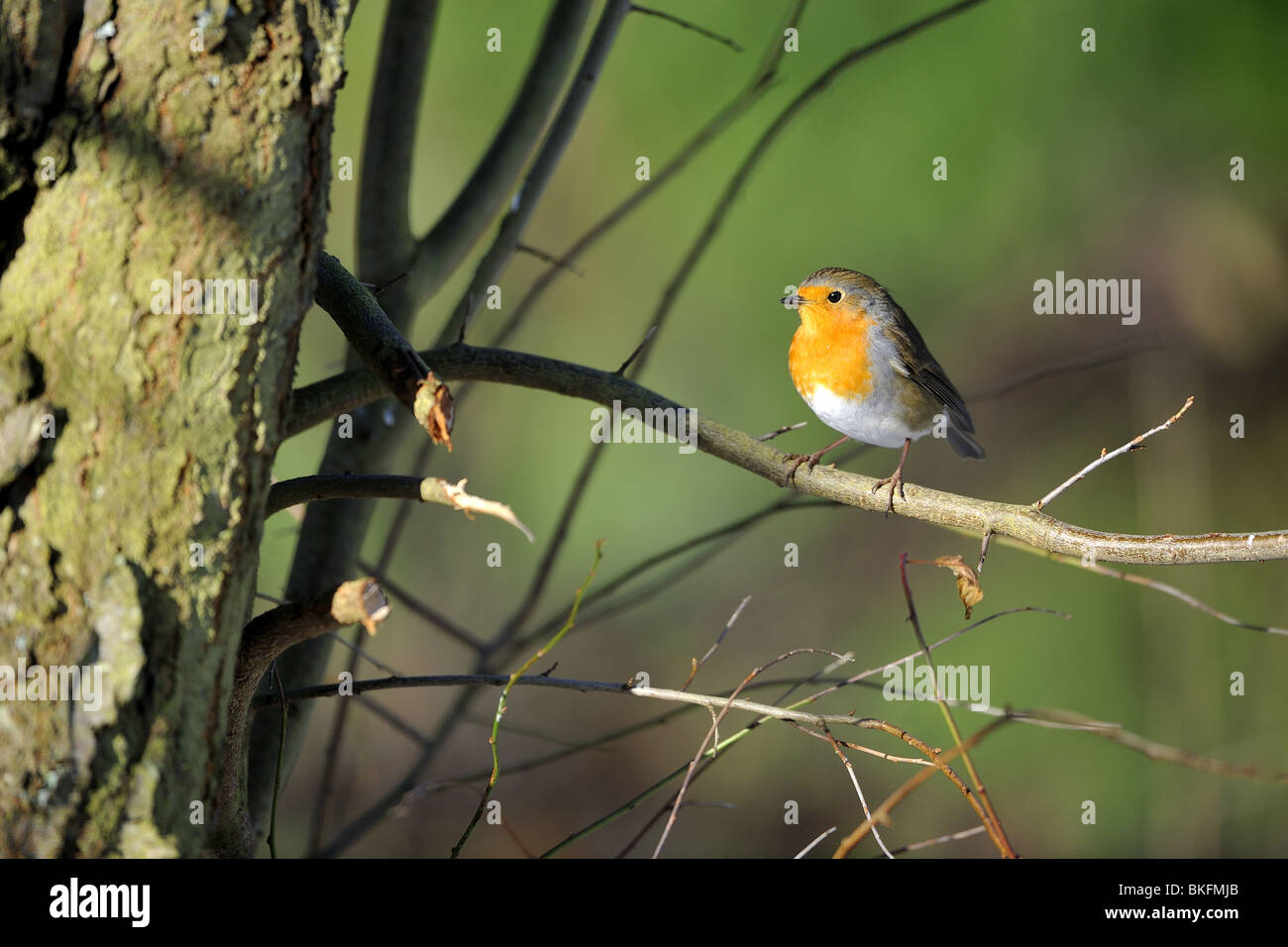 Robin in a tree hi-res stock photography and images - Alamy