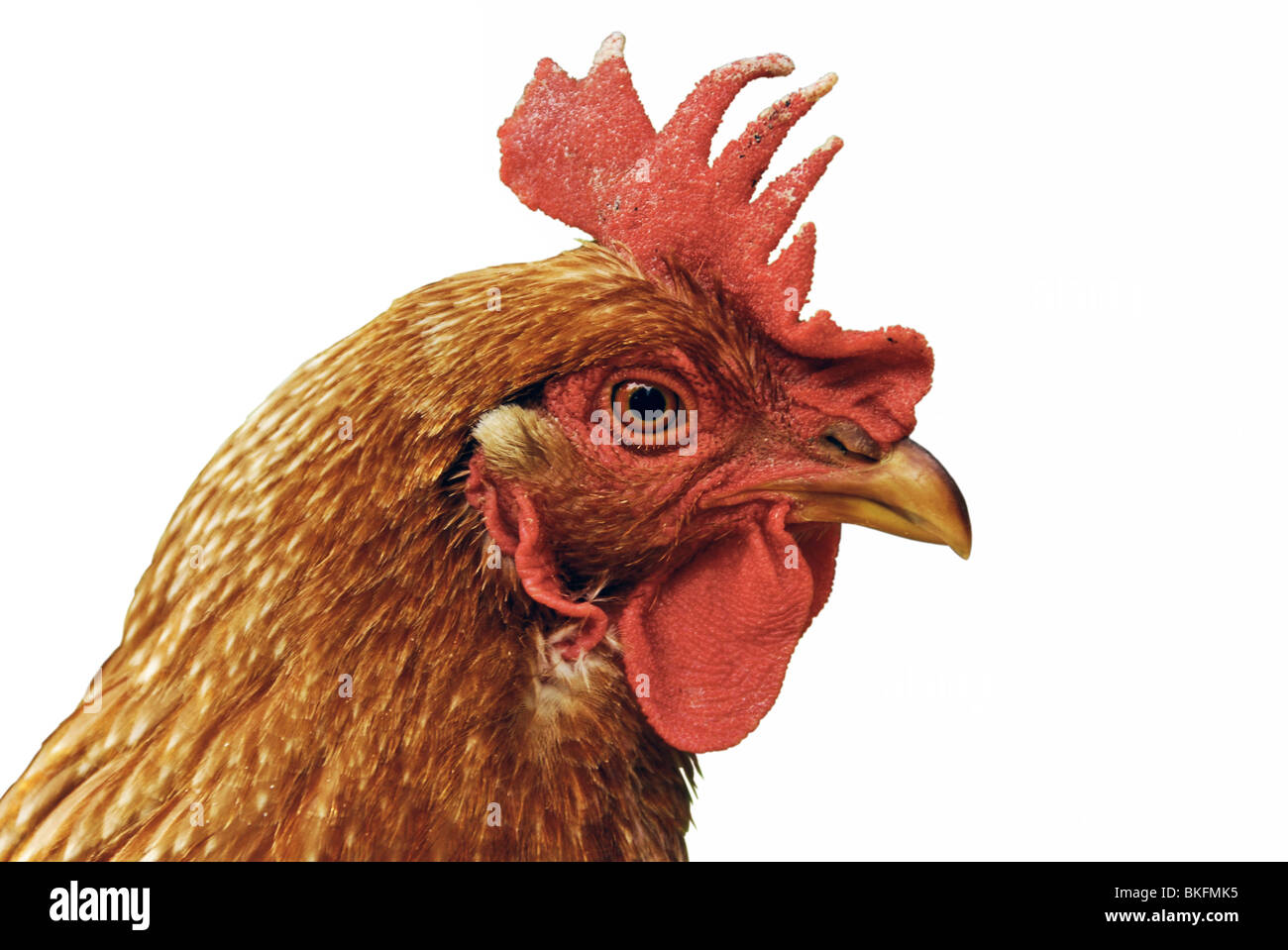 Portrait of a red rooster Stock Photo - Alamy