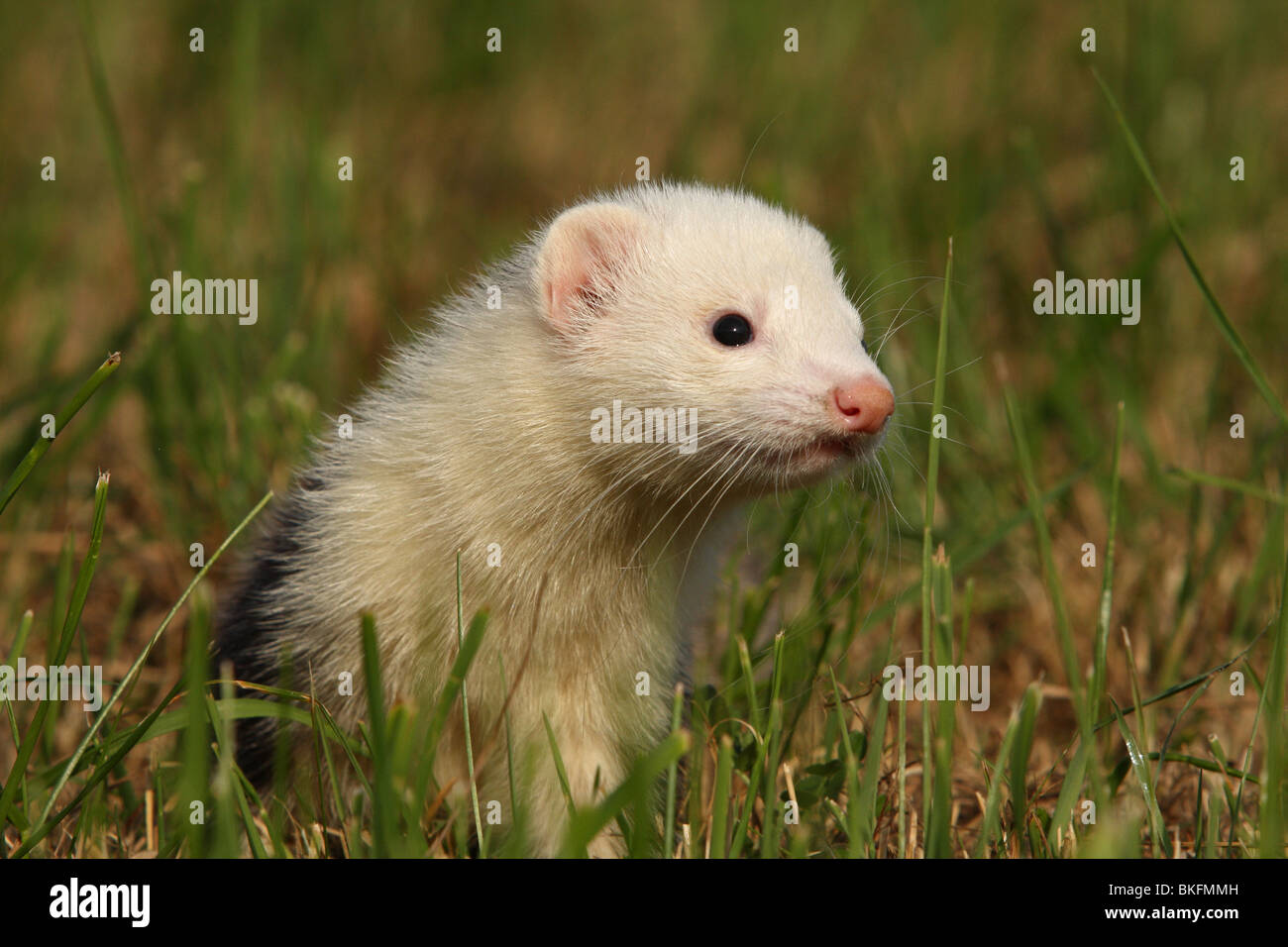 Frettchen / ferret Stock Photo - Alamy