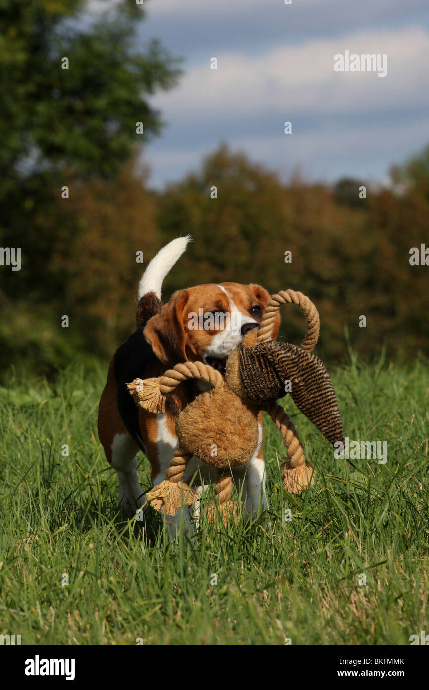 spielender Beagle / playing Beagle Stock Photo - Alamy