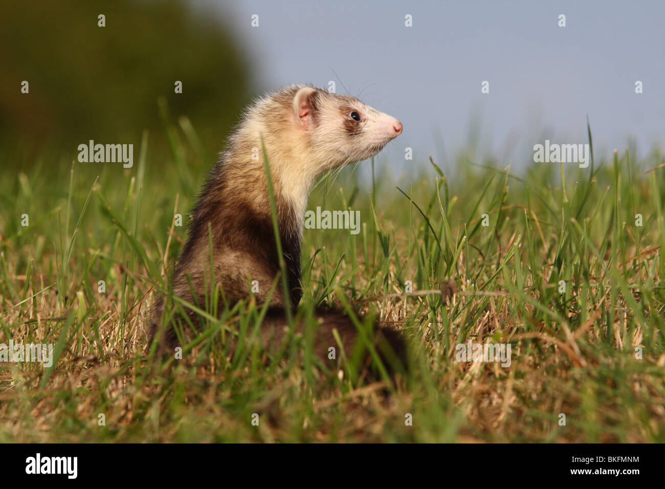 Frettchen / ferret Stock Photo - Alamy