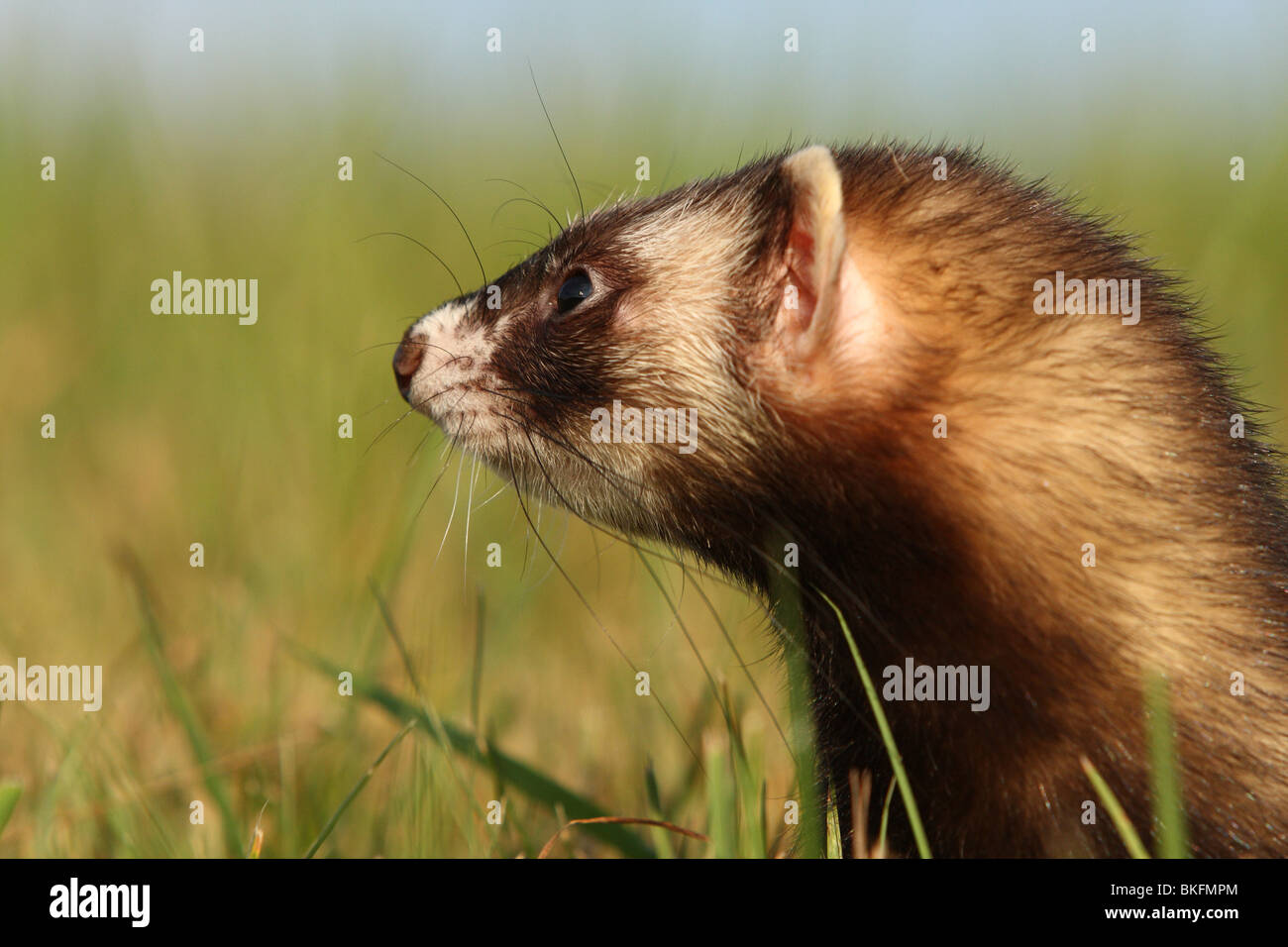 Kleintierbild hi-res stock photography and images - Alamy