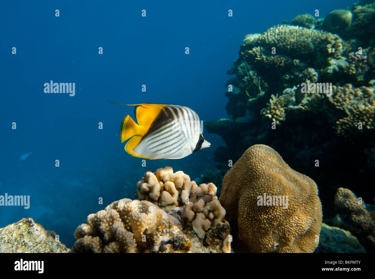 Treadfin butterflyfish in the red sea Stock Photo - Alamy