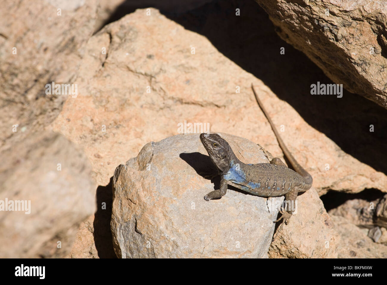 Tenerife Lizard Gallotia galloti Lacertidae Gallotiinae Stock Photo - Alamy