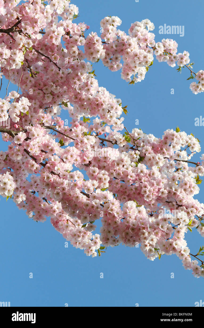 flowering cherry tree in spring Stock Photo - Alamy