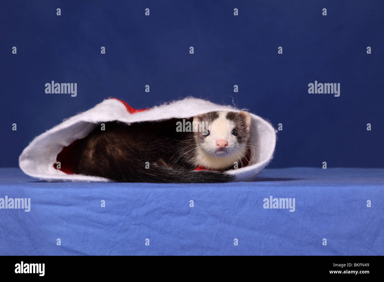 Kleintierfoto hi-res stock photography and images - Alamy