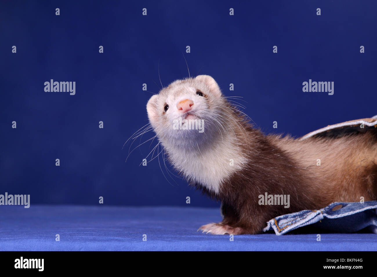Frettchen / ferret Stock Photo - Alamy