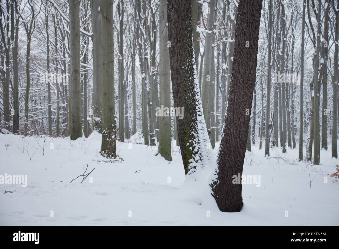 Beech forest snow hi-res stock photography and images - Alamy