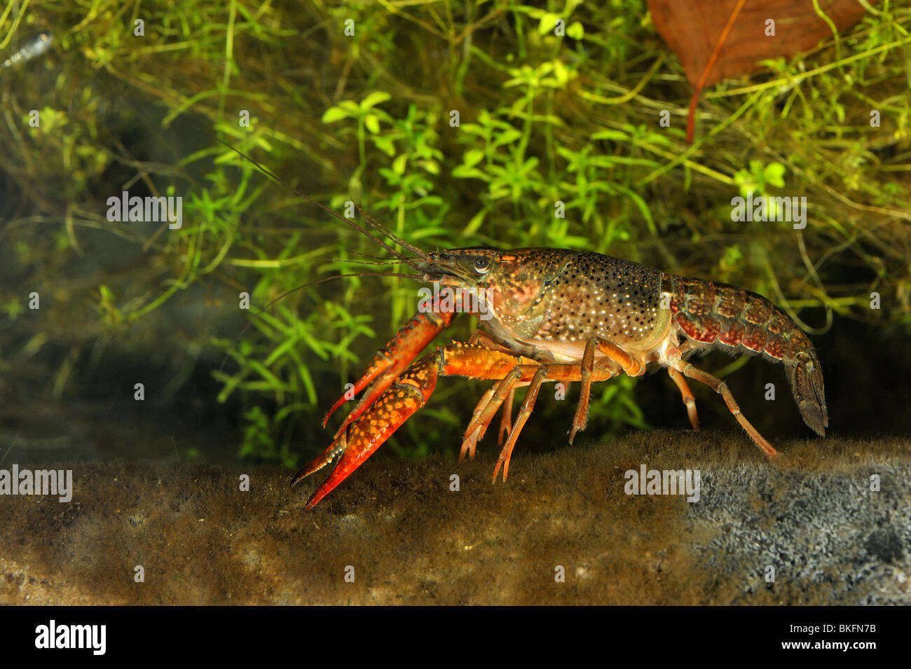 Red swamp crayfish hi-res stock photography and images - Alamy