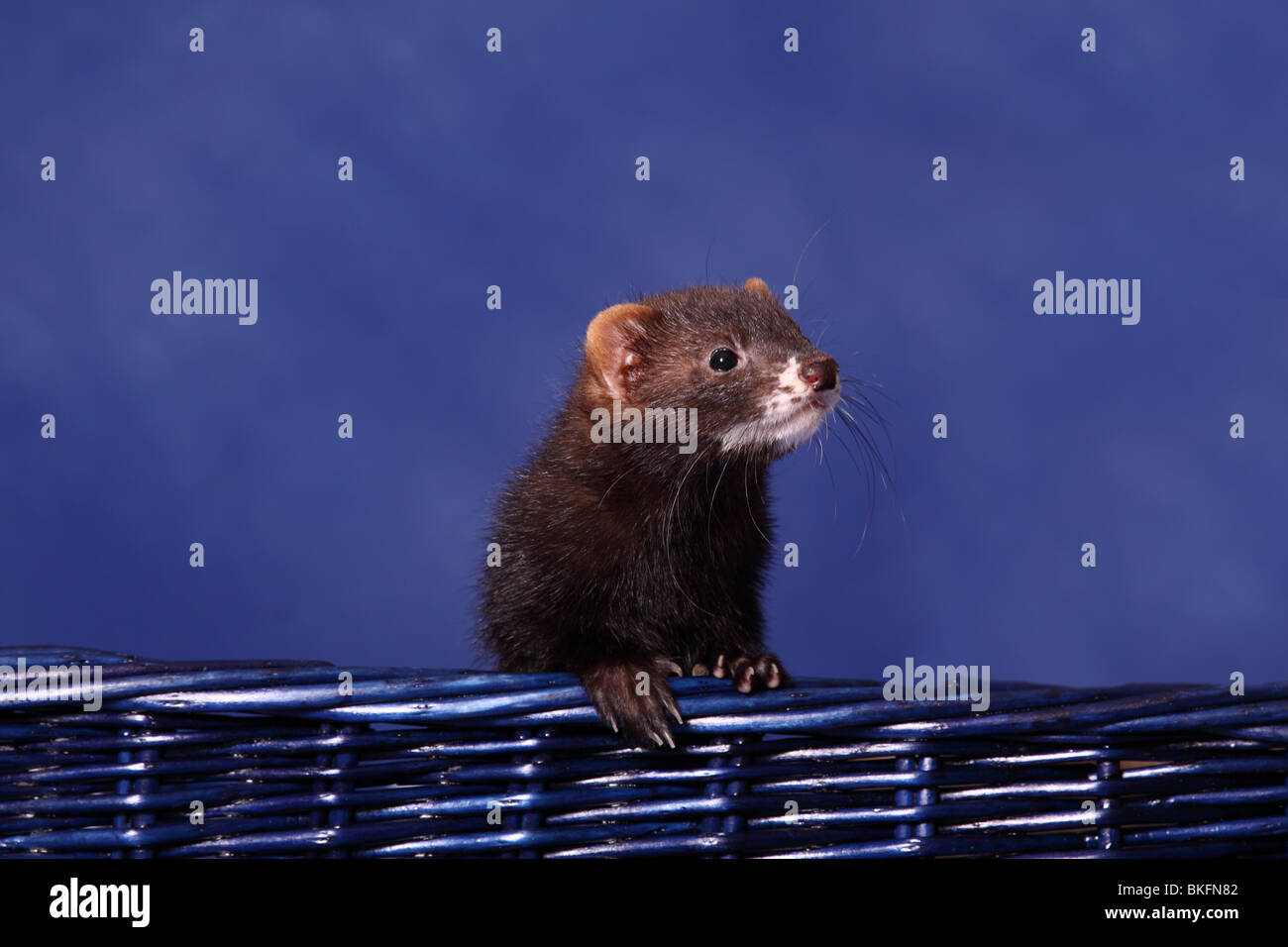 Frettchen / ferret Stock Photo - Alamy