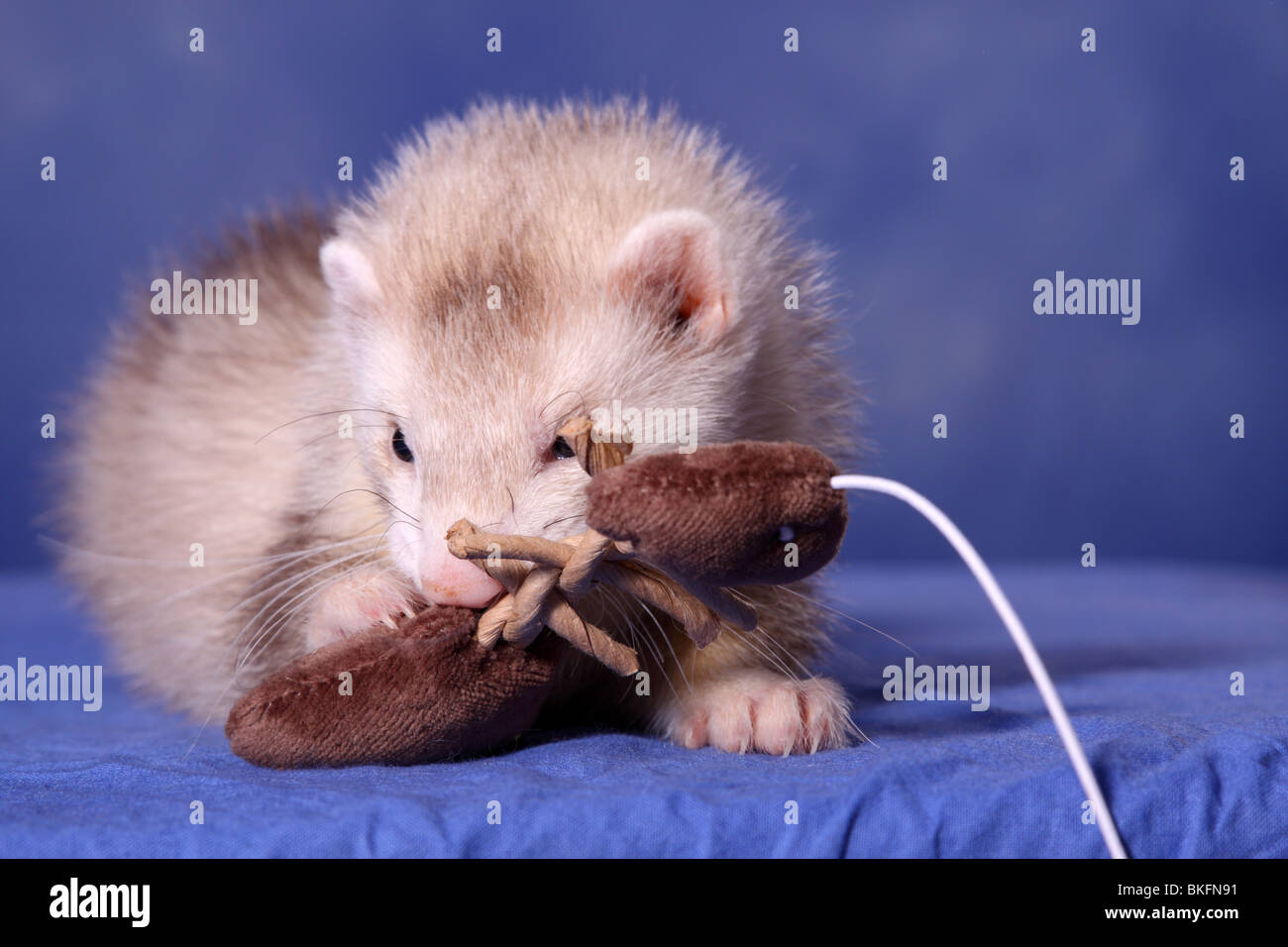 Kleintierfoto hi-res stock photography and images - Alamy