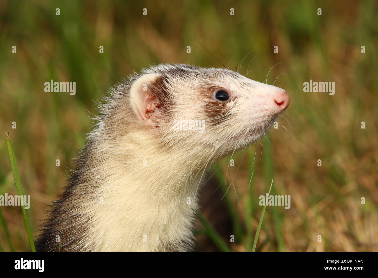 Frettchen / ferret Stock Photo - Alamy