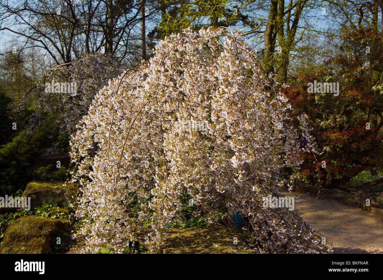 Weeping cherry hi-res stock photography and images - Alamy