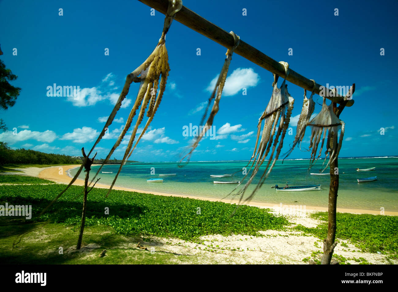 Indian octopus hi-res stock photography and images - Alamy