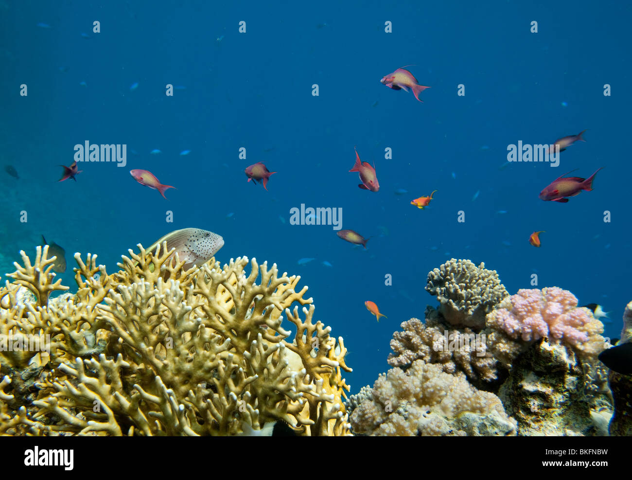 Hawkfish and Lyretails Stock Photo - Alamy