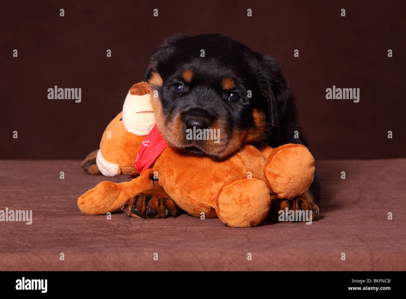 Rottweiler Welpe / Rottweiler puppy Stock Photo - Alamy