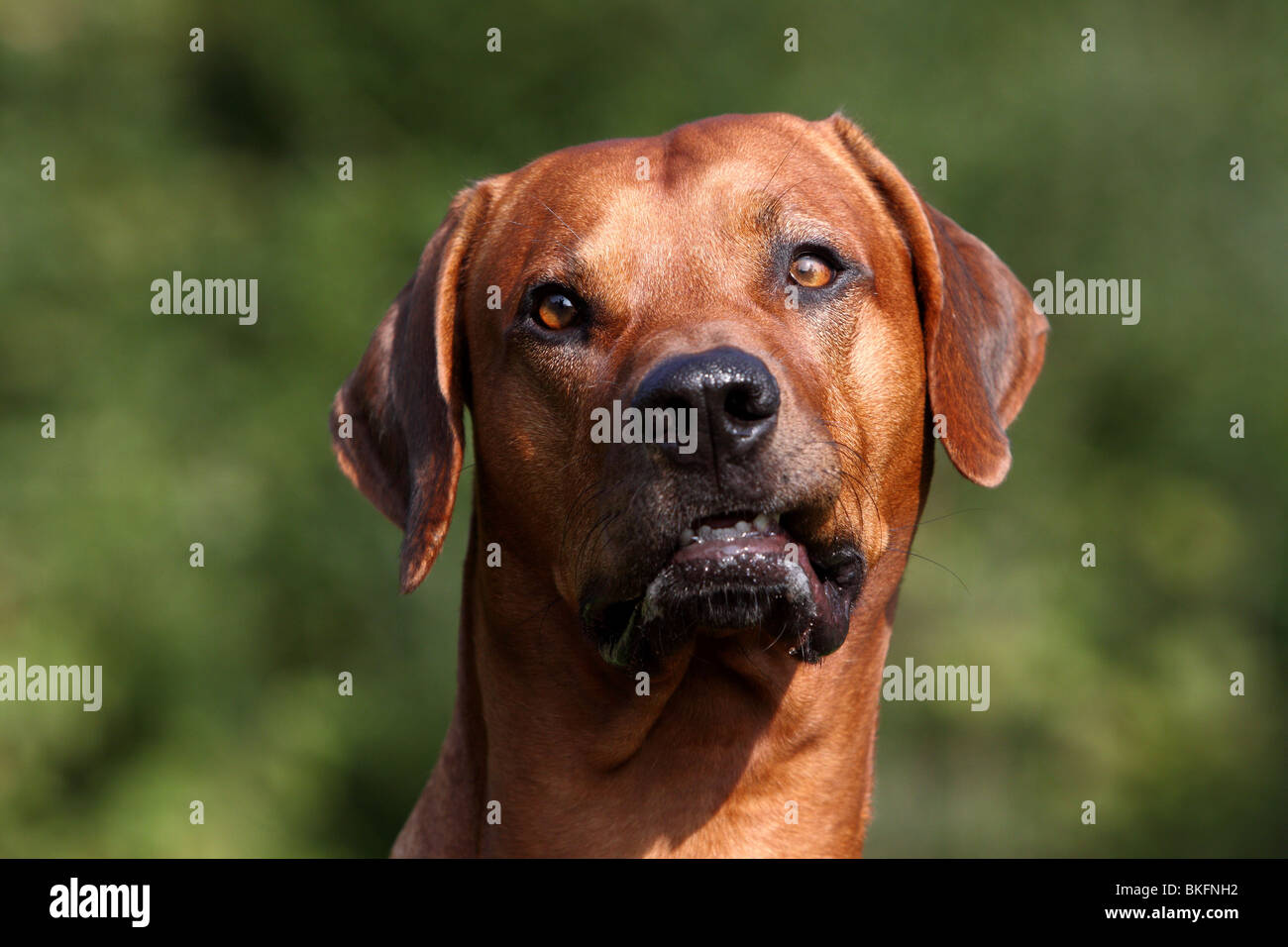 Rhodesian Ridgeback Portrait Stock Photo - Alamy