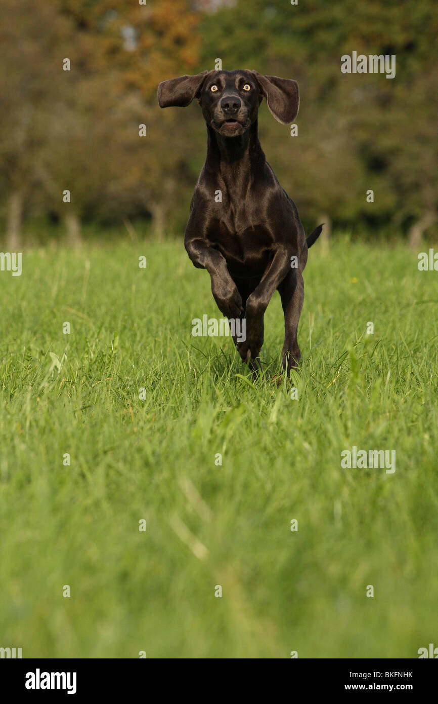 Weimaraner and running hi-res stock photography and images - Alamy