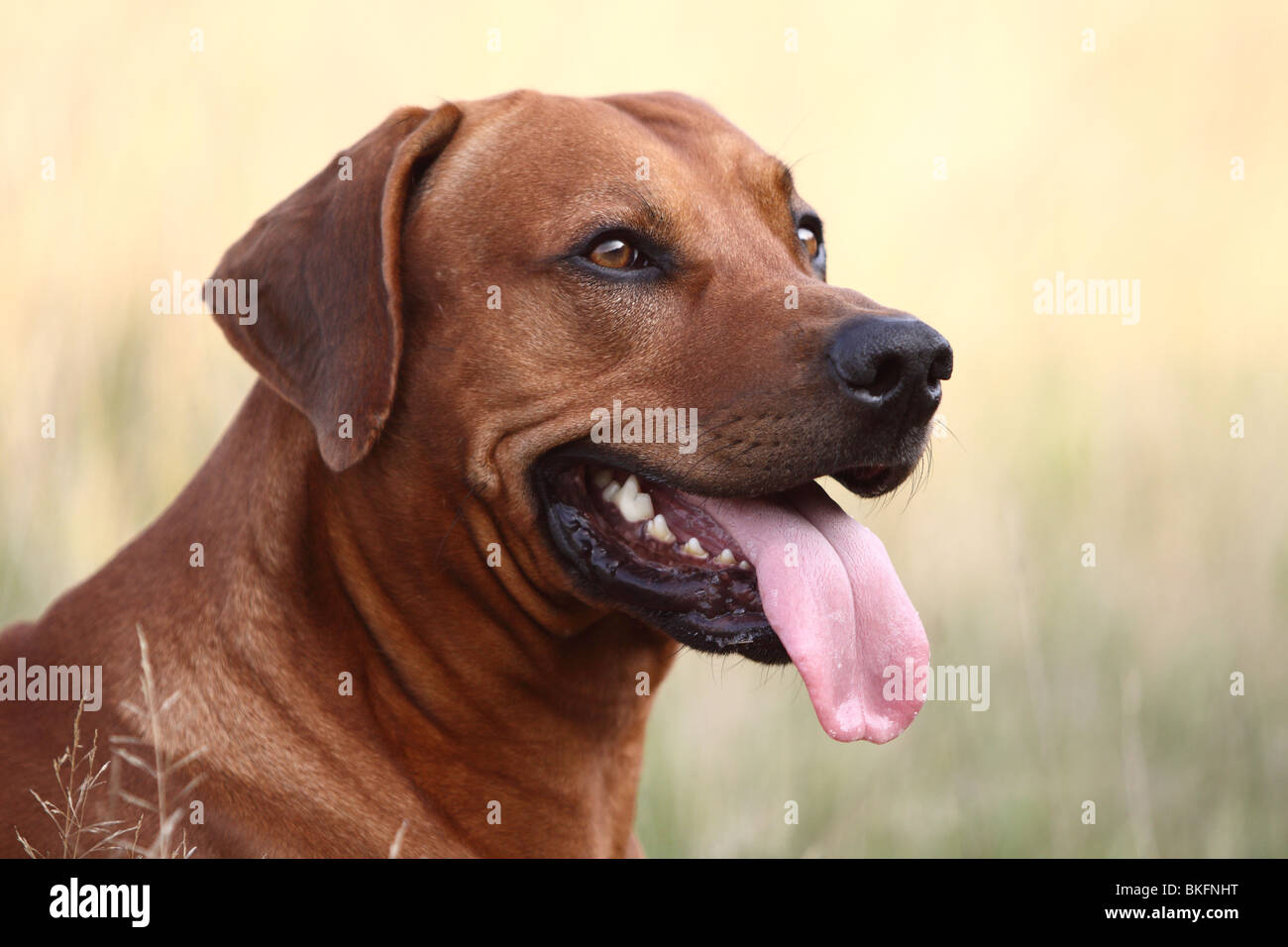 Rhodesian Ridgeback Portrait Stock Photo - Alamy
