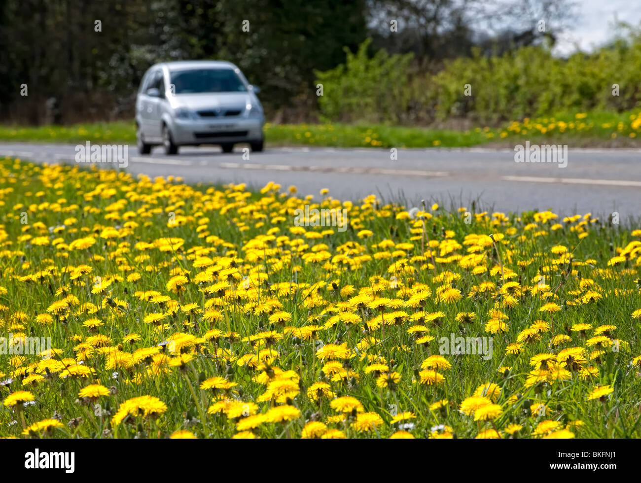 Car travelling along British road with roadside verge full of Dandelion ...
