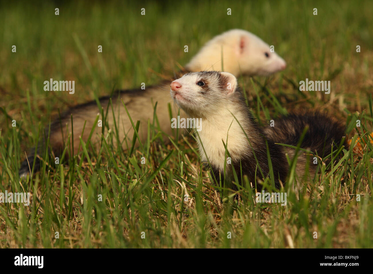 Frettchen / ferrets Stock Photo - Alamy