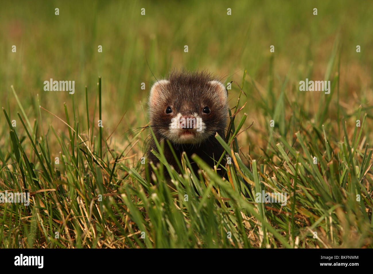 Frettchen / ferret Stock Photo - Alamy