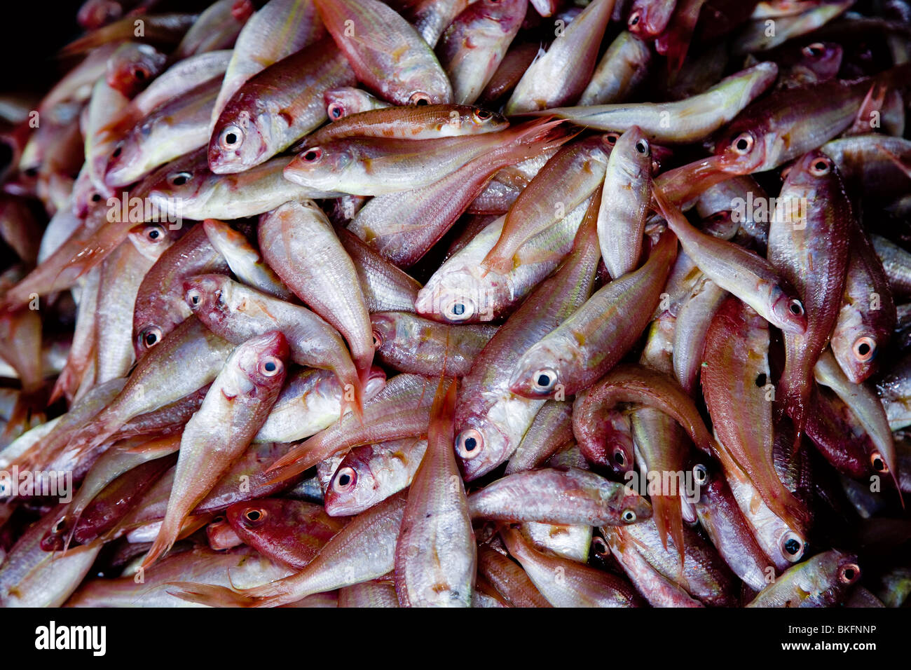 Recently landed fish at a fish market in Kerala, India Stock Photo ...