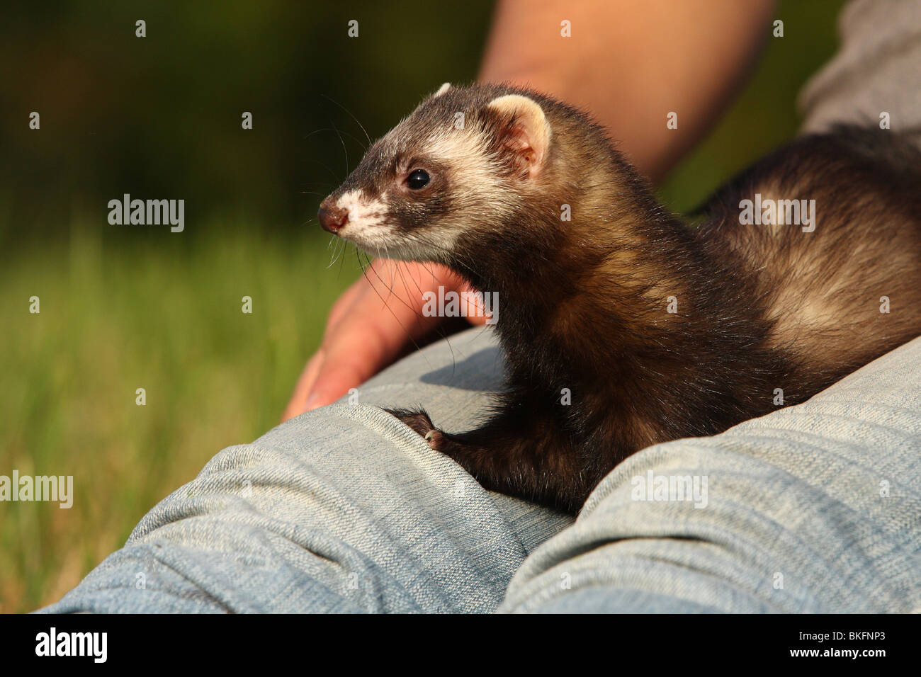 Frettchen / ferret Stock Photo - Alamy
