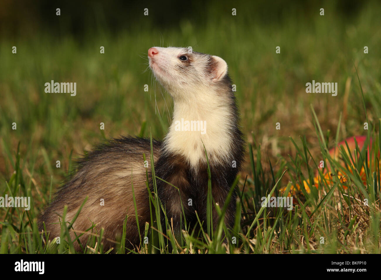 Frettchen / ferret Stock Photo - Alamy