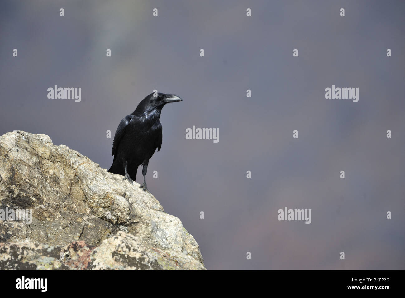 Common raven standing on a rock Stock Photo - Alamy
