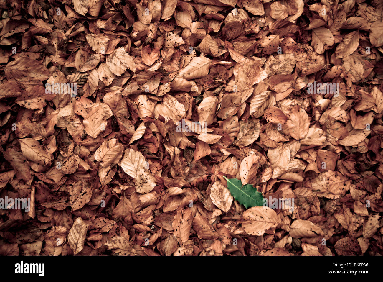 Hoja leaf hi-res stock photography and images - Alamy