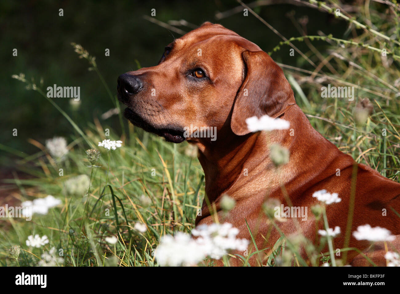Rhodesian Ridgeback Portrait Stock Photo - Alamy