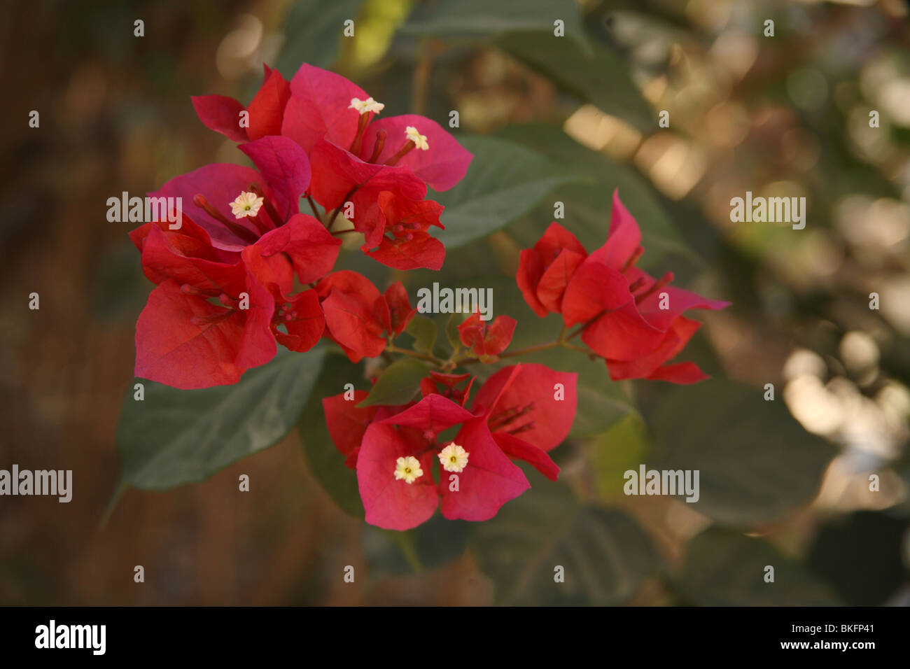 Exotic red and white flower in Montezuma, Costa Rica Stock Photo - Alamy