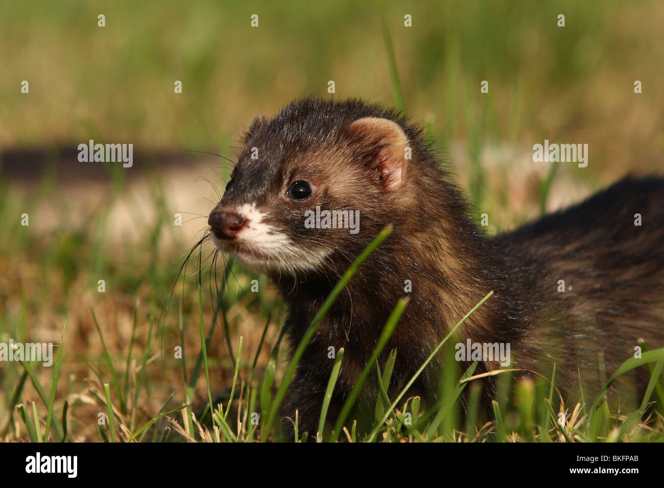Male ferrets hi-res stock photography and images - Alamy