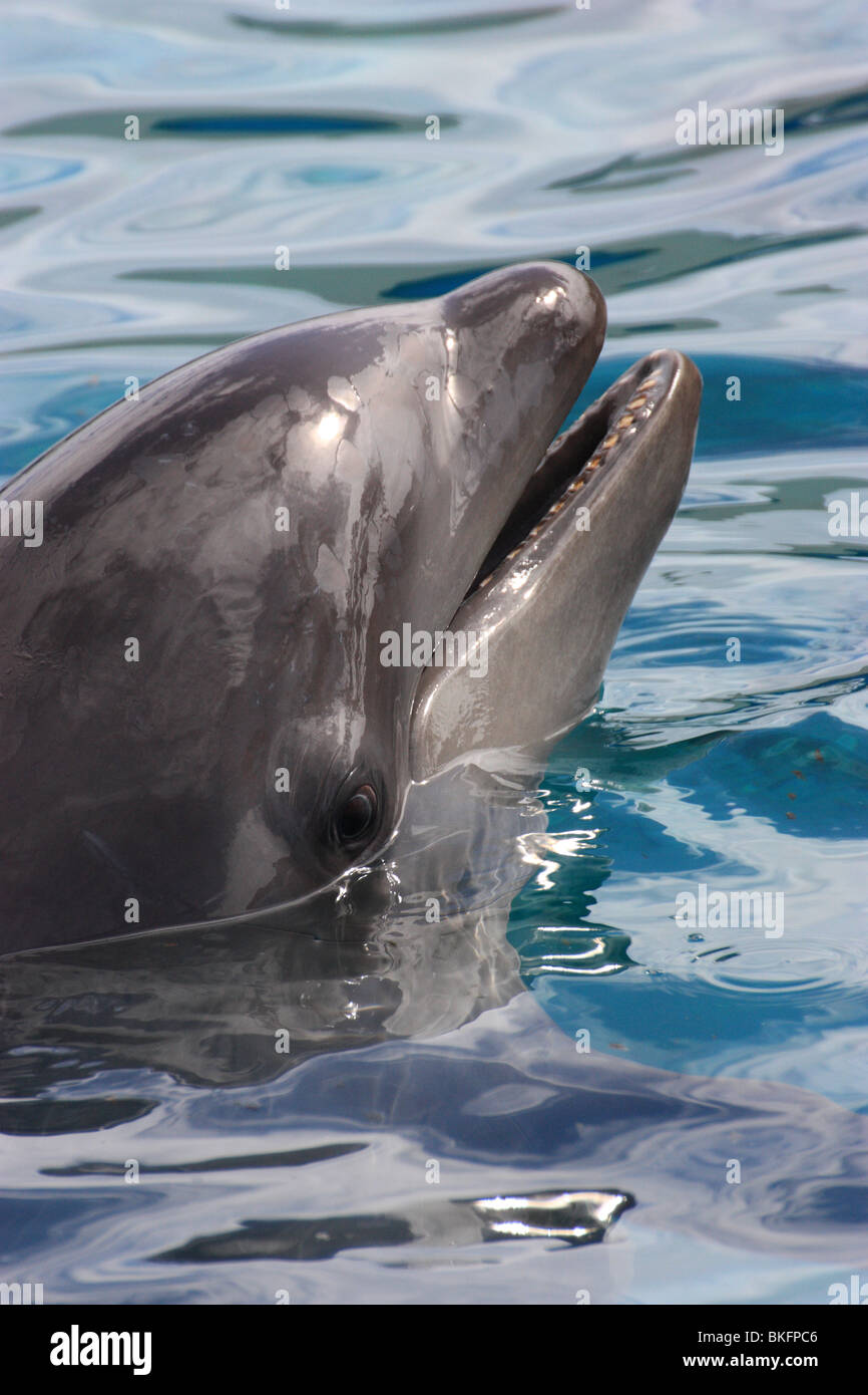 CLOSE UP PHOTOS OF DOLPHINS IN A POOL BDA Stock Photo - Alamy