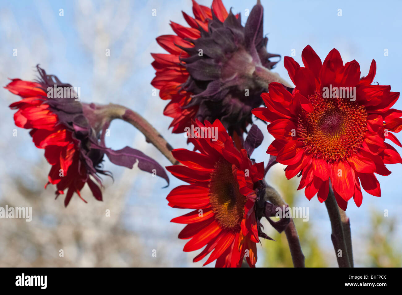 Backside and side view of the sunflower hi-res stock photography and ...