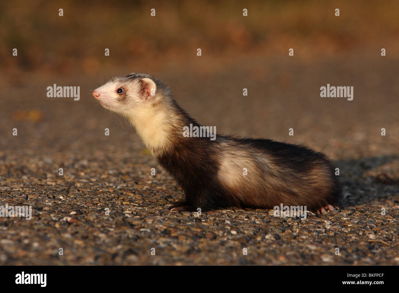 Frettchen / ferret Stock Photo - Alamy