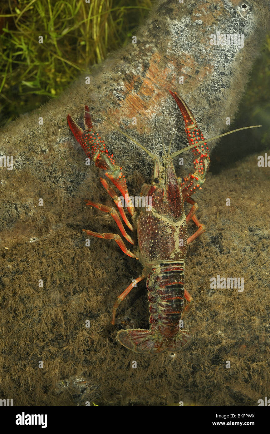Red swamp crayfish (Procambarus clarckii) in a pond in Belgium Stock ...