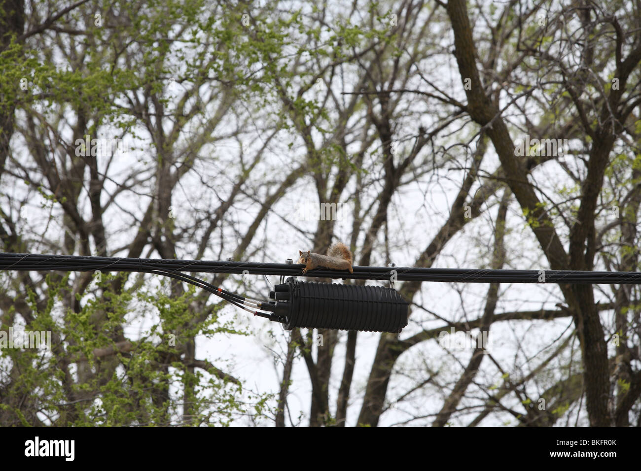 A brown squirrel resting on an electric power-line above a transformer ...