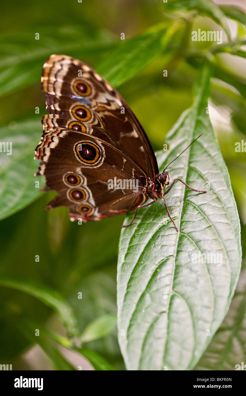 A close up view of a brown colored beautiful butterfly Stock Photo - Alamy