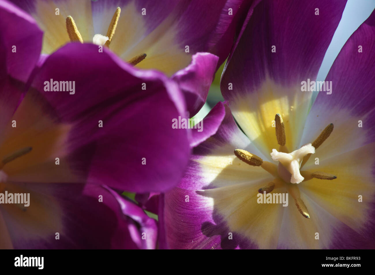 Purple blossoms of tulipa Burgundy fully open tulip Spring display ...