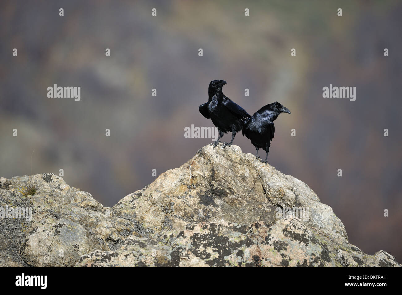 A pair ravens hi-res stock photography and images - Alamy