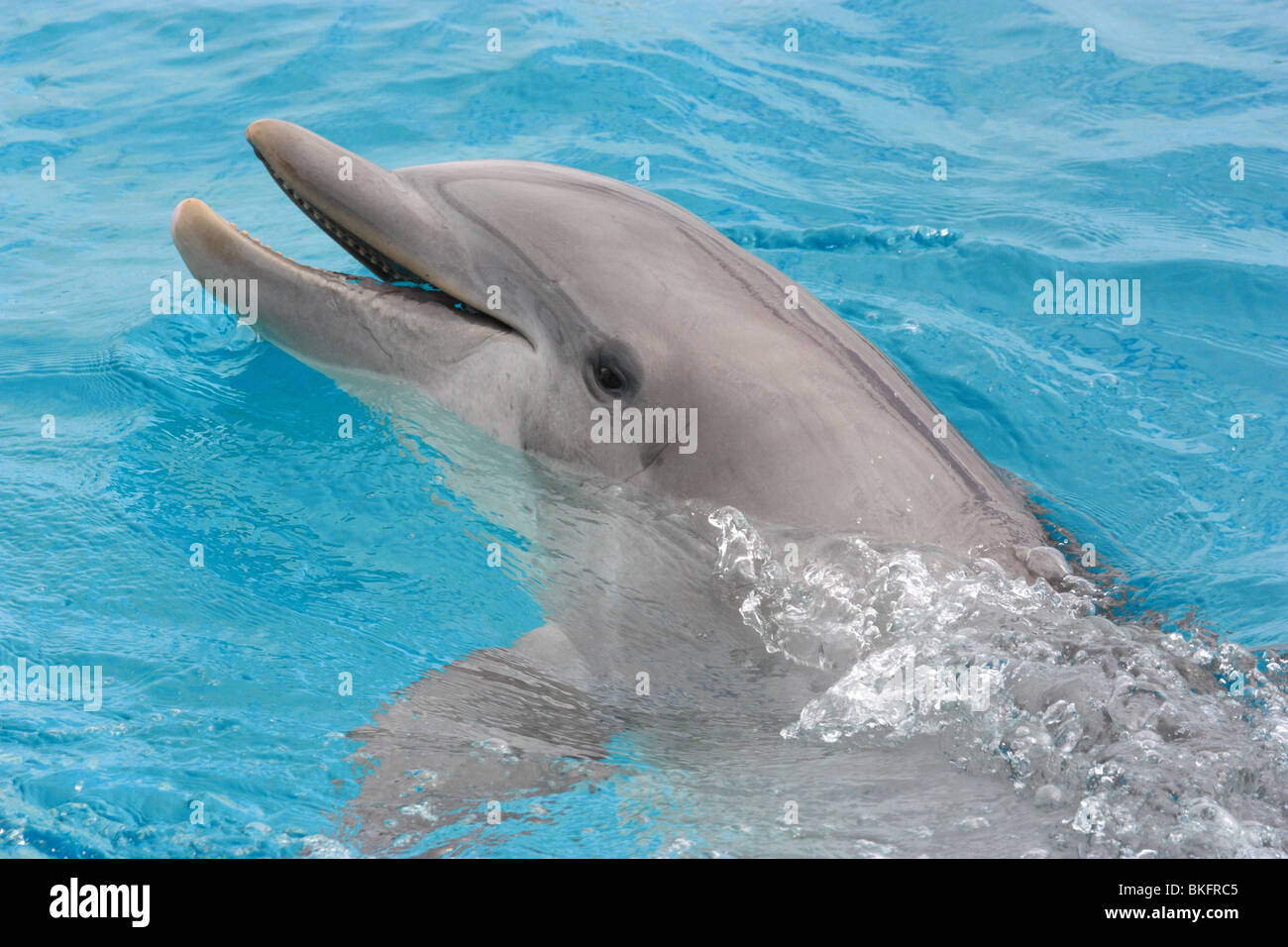 CLOSE UP PHOTOS OF DOLPHINS IN A POOL BDA Stock Photo - Alamy