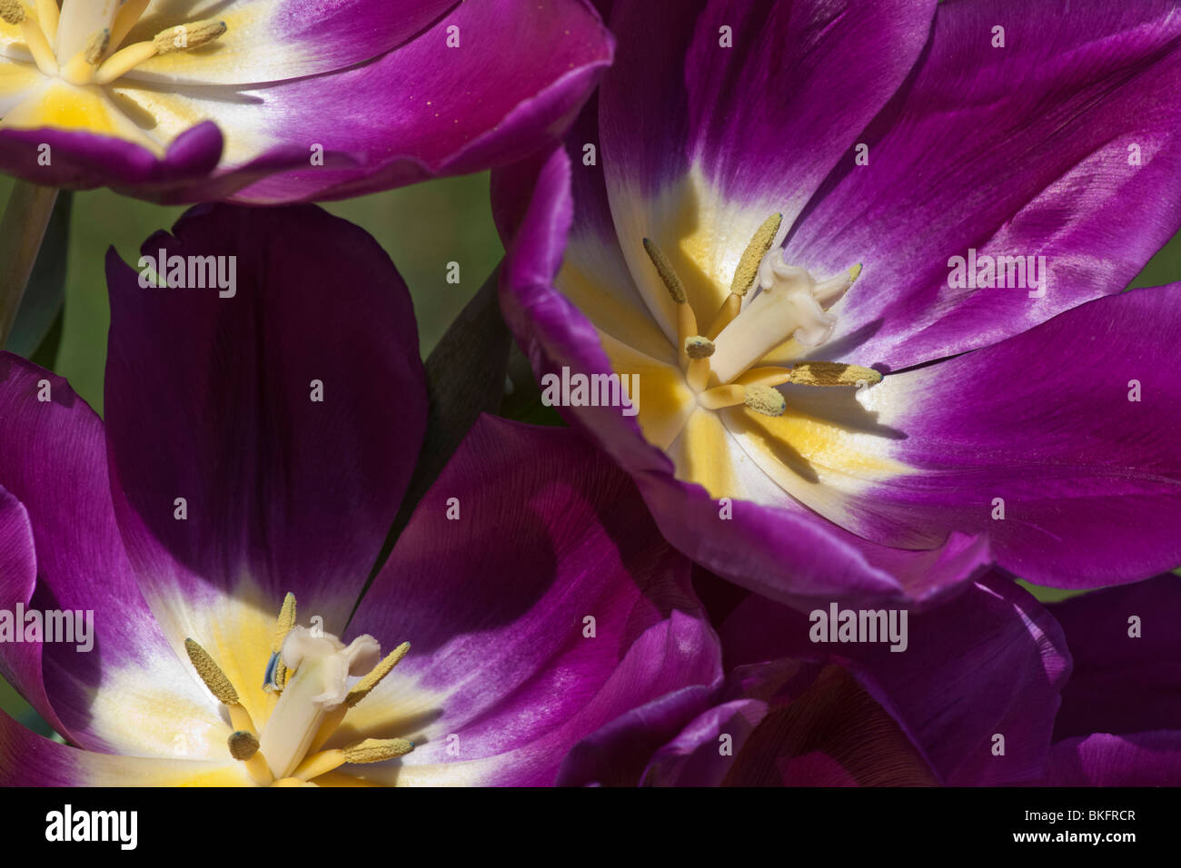 Purple blooming tulips flowers heads open with stamen pollen display ...