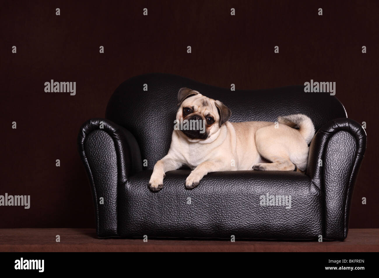 Mops / pug Stock Photo - Alamy
